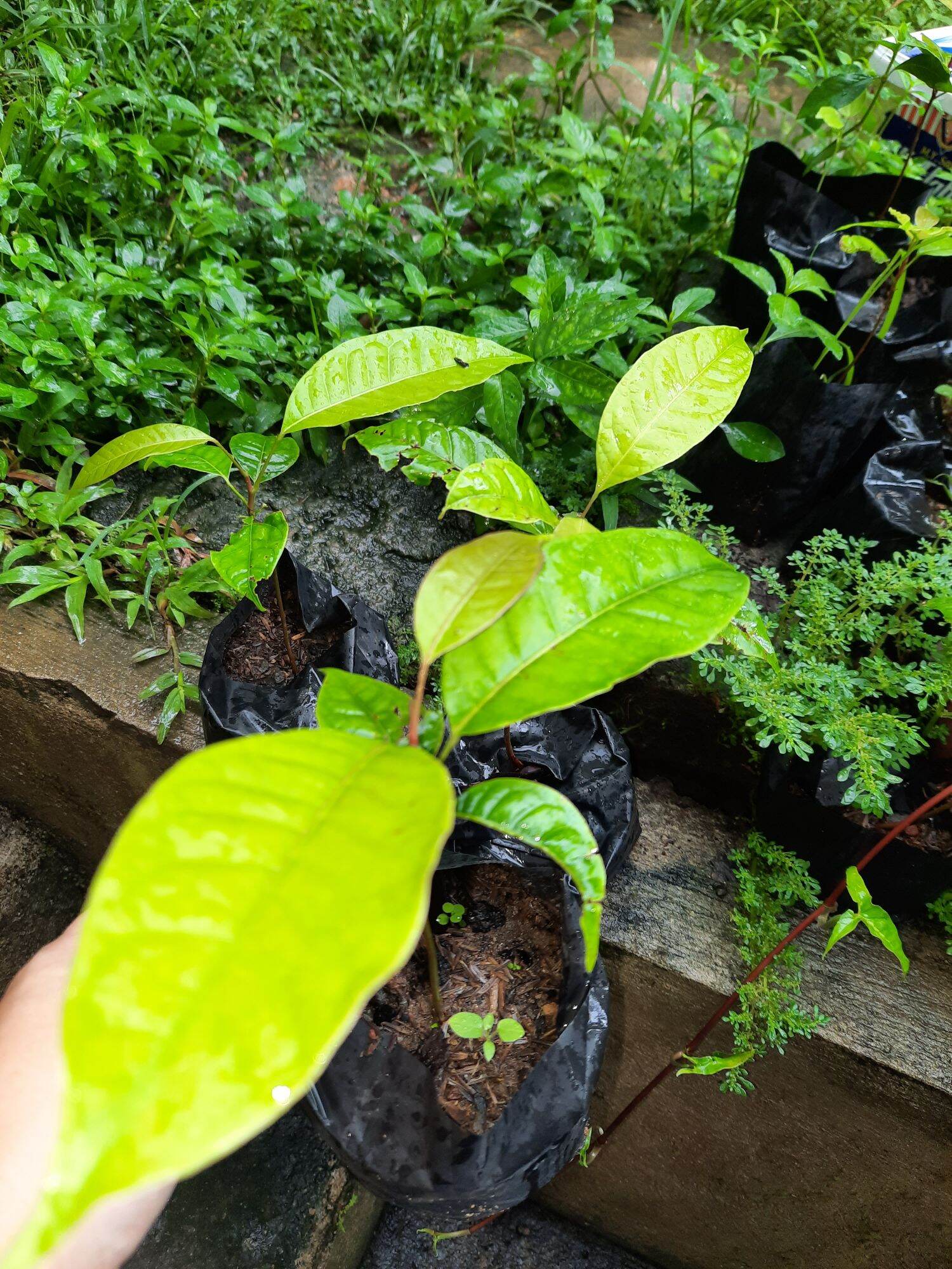 Chessa or Canistel EGG FRUIT | Lazada PH