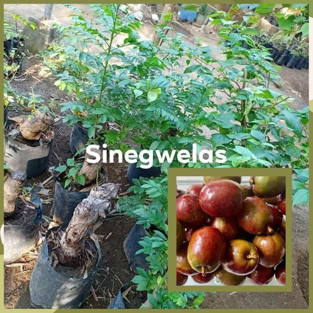Sineguelas Tree