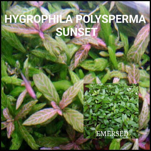 HYGROPHILA POLYSPERMA SUNSET, CUPHEA ANAGALLOIDEA, DWARF SAGITTARIA ...