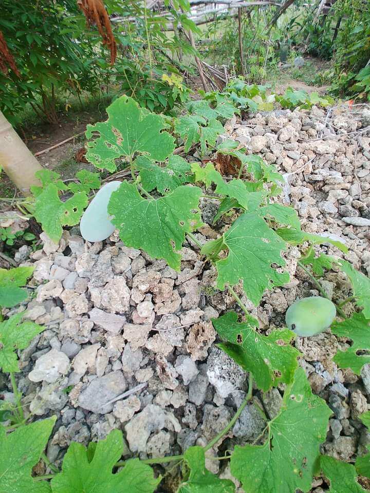 kundol seeds/ winter melon (60 seeds) | Lazada PH