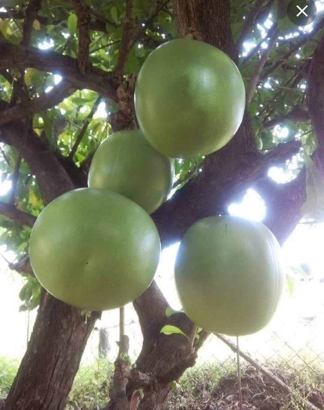 Calabash/miracle fruit seeds (6 seeds) | Lazada PH