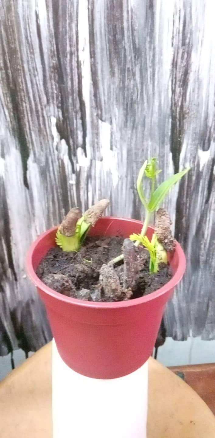 Fire Tree Seeds, Delonix Regia , Royal Poinciana seeds | Lazada PH