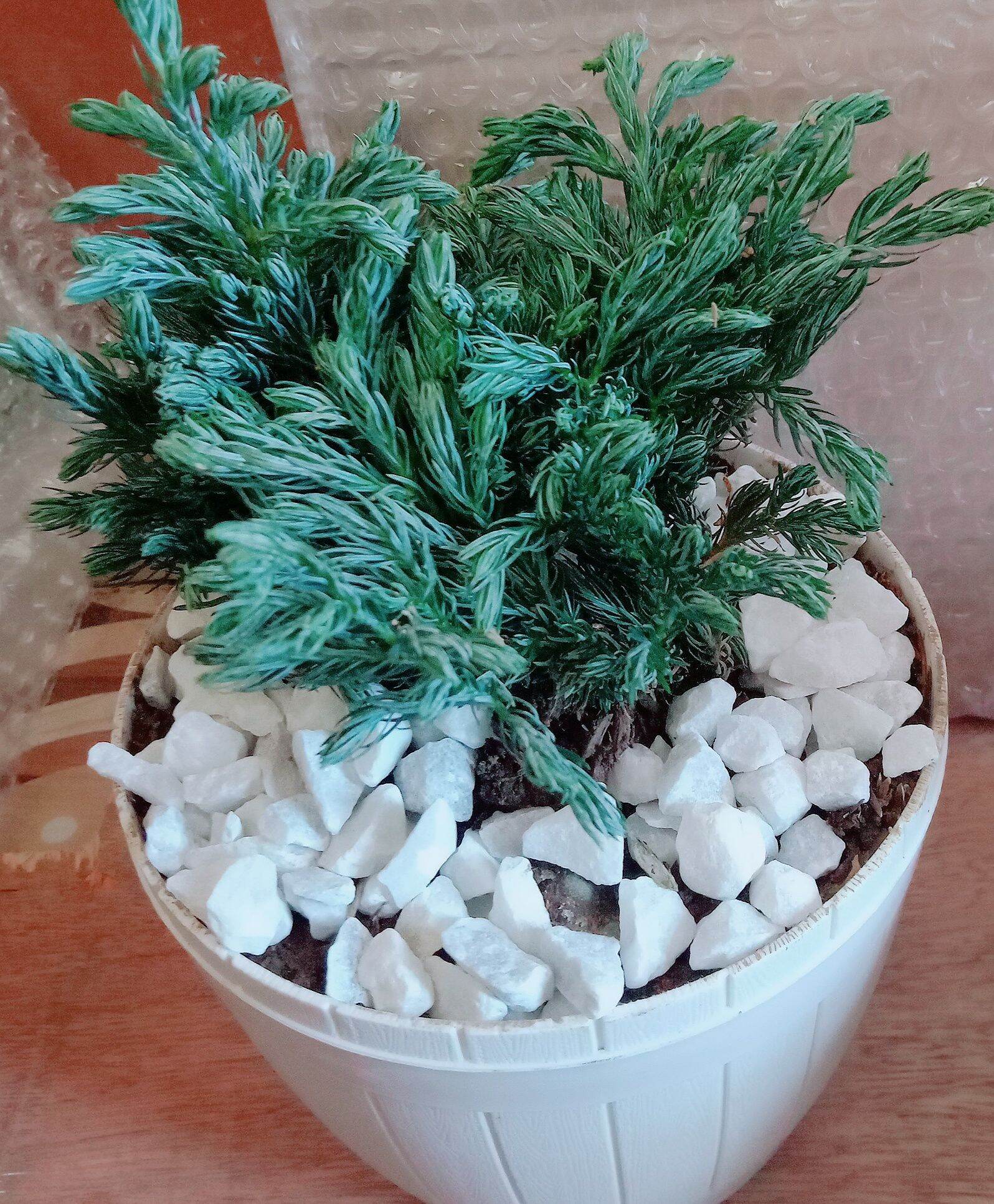 Himalayan Blue pine | Lazada PH