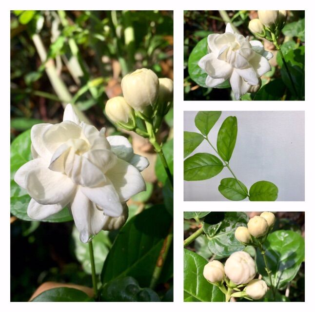 Kampupot Live Plant | Lazada PH