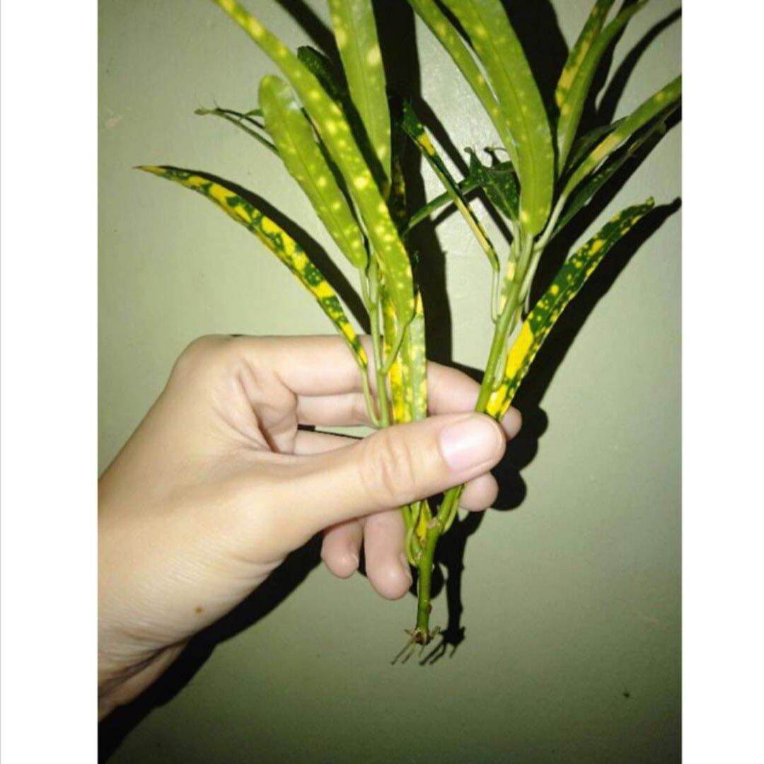 Croton cuttings San francisco | Lazada PH