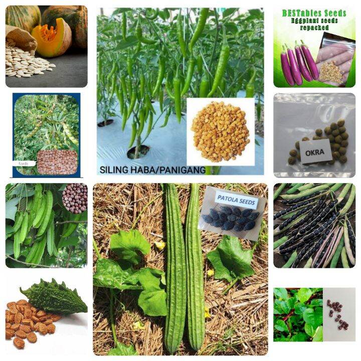 Seedling Shop Philippines Official Online Store | Shop Now on Lazada