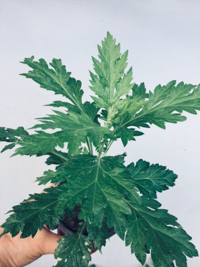 Damong Maria Live Plant/Luzon Buyers | Lazada PH