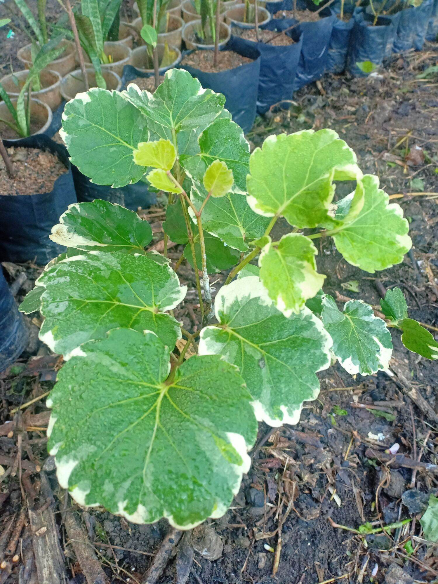 SHIELD ARALIA (PLATITO) POLYSCIAS SCUTELLARIA | Lazada PH