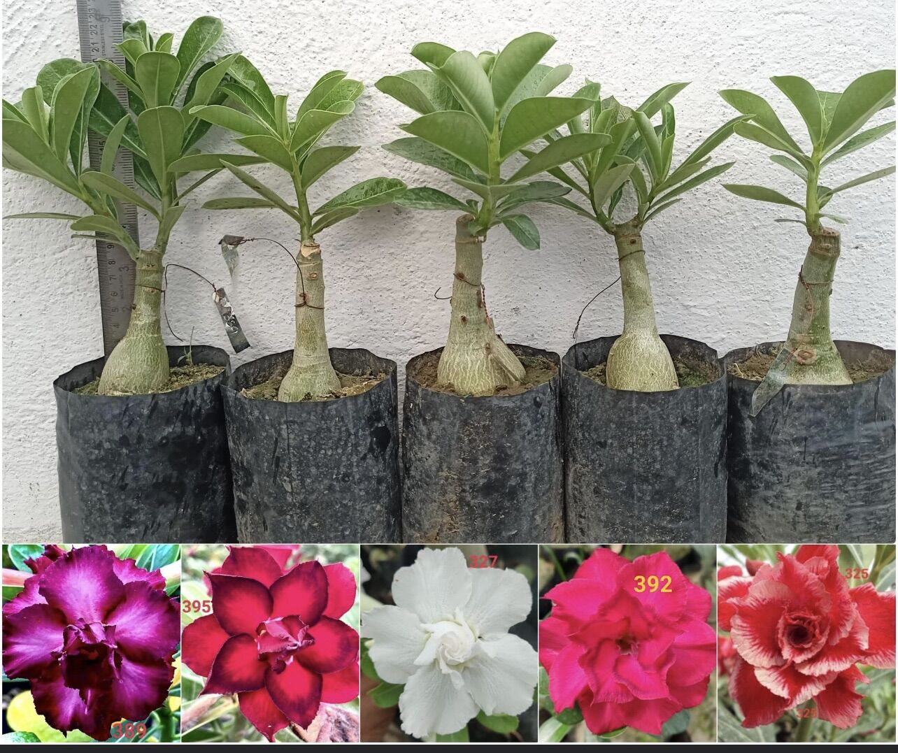 Grafted Adenium Double Petals Actual photo Plants Mulit- Petal Flower ...