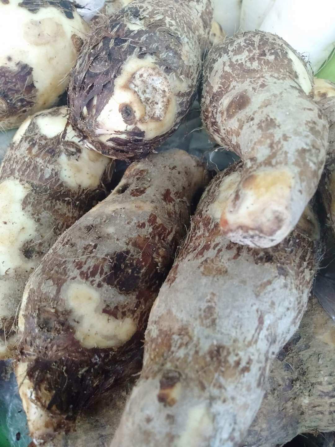 GABI (1 KILO PER ORDER) | Lazada PH