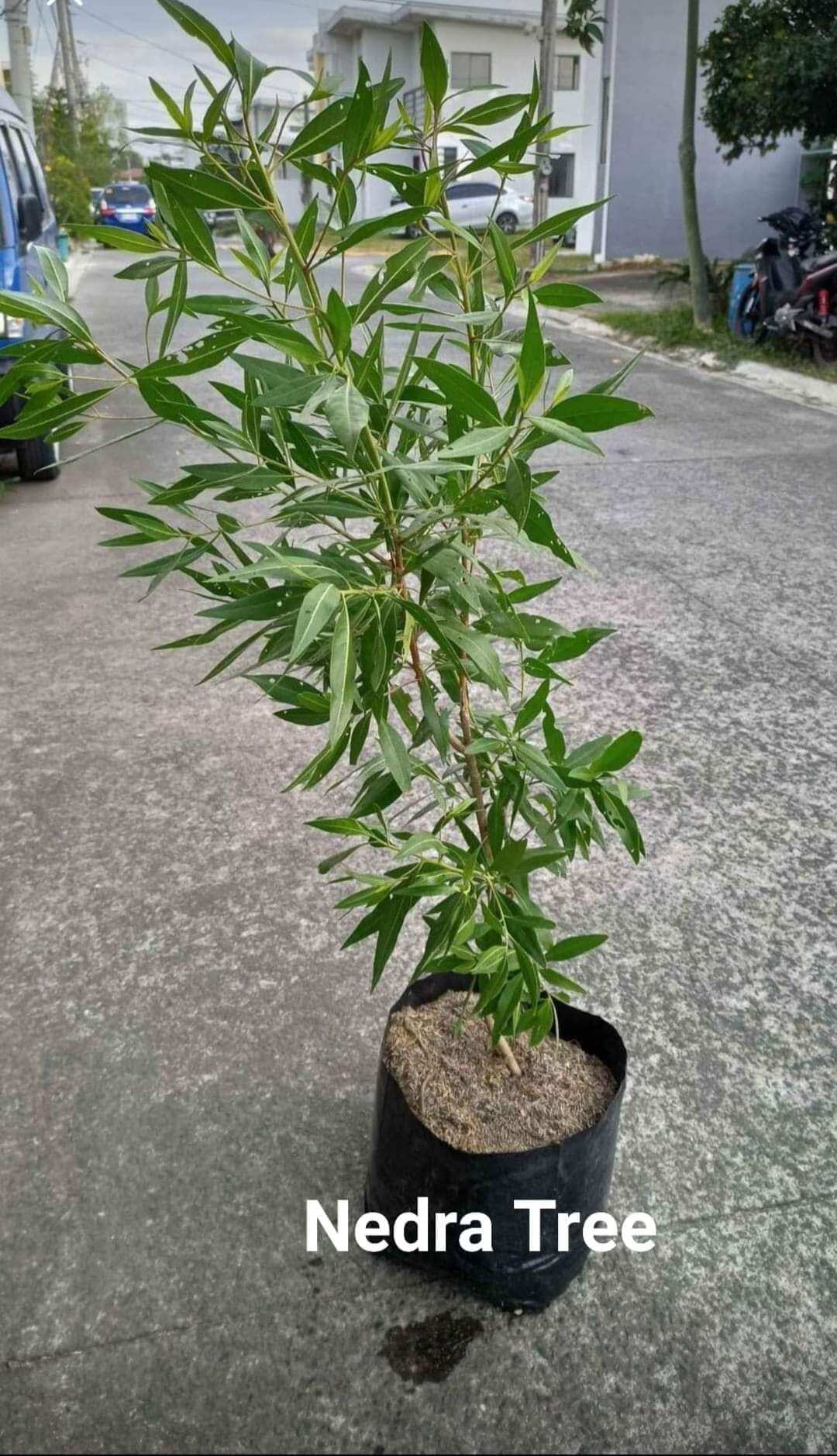 Live Plant Grafted Plant Tree Nedra Tree Plant Fruit bearing Tree Plant Indoor Plant Outdoor ...