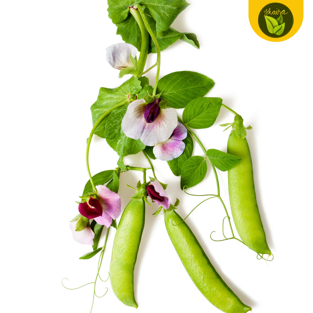 3 seeds for planting binhi pantanim lima patani beans vegetable | Lazada PH