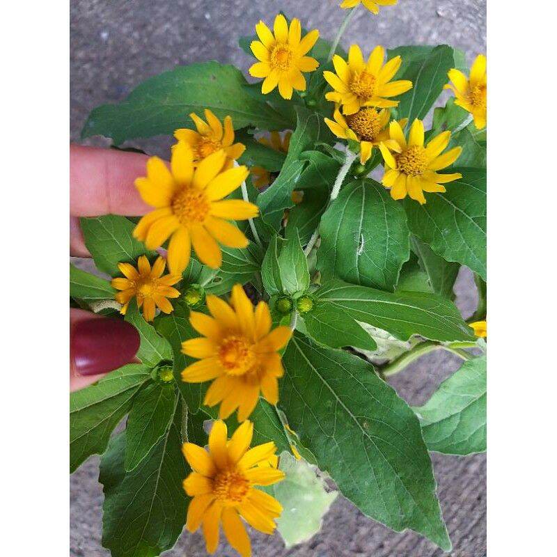 Melampodium Jackpot Gold Flower | Lazada PH