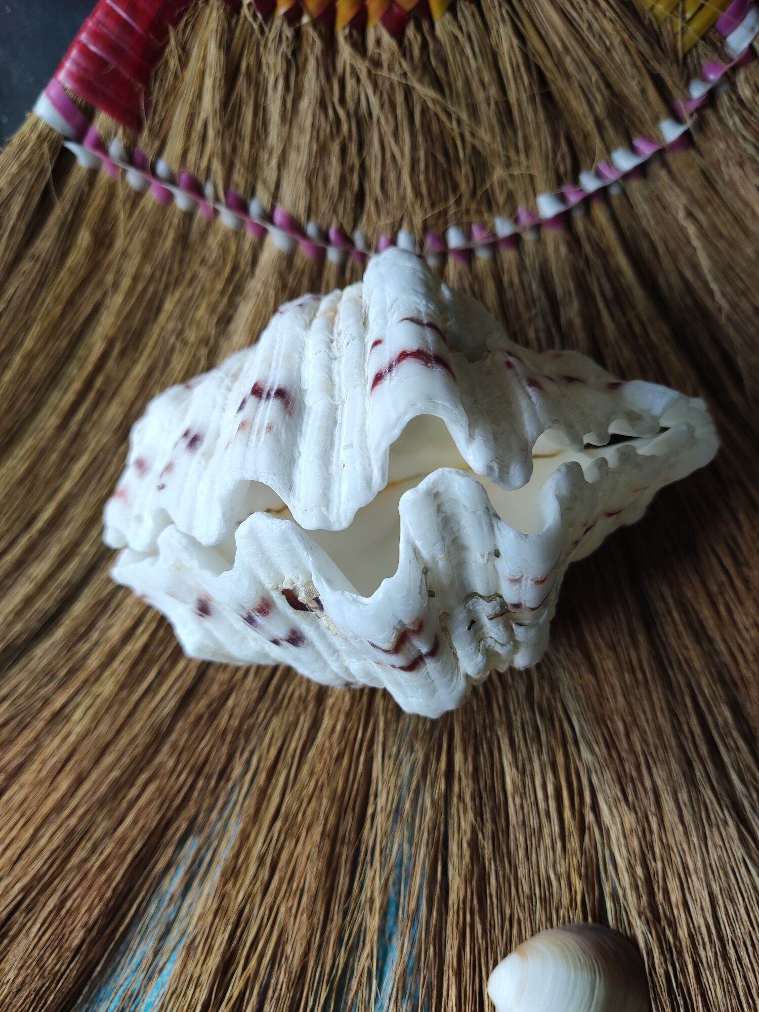 Whole Clams Shell | Lazada PH