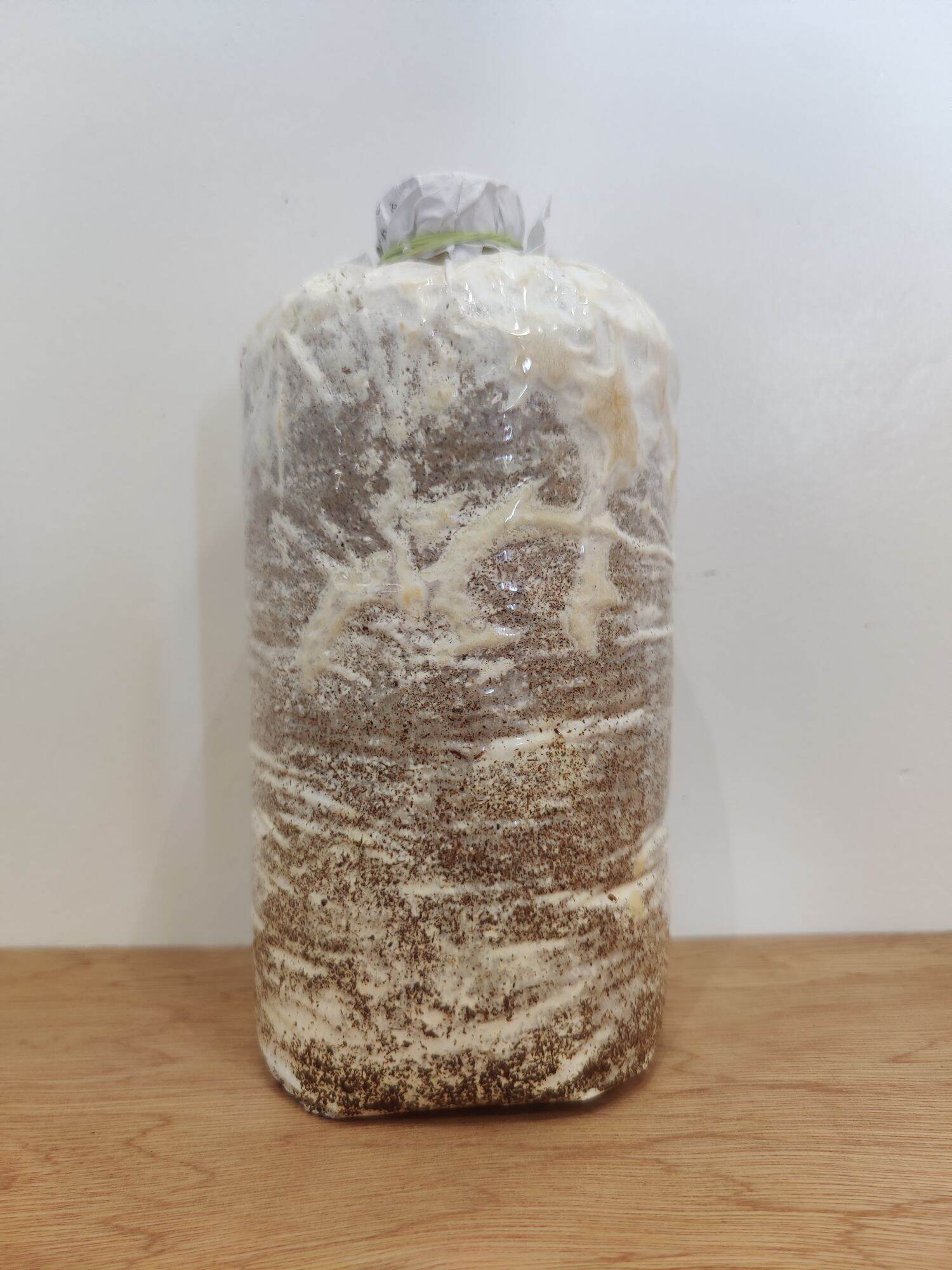 WHITE OYSTER MUSHROOM FRUITING BAG 10+1 | Lazada PH