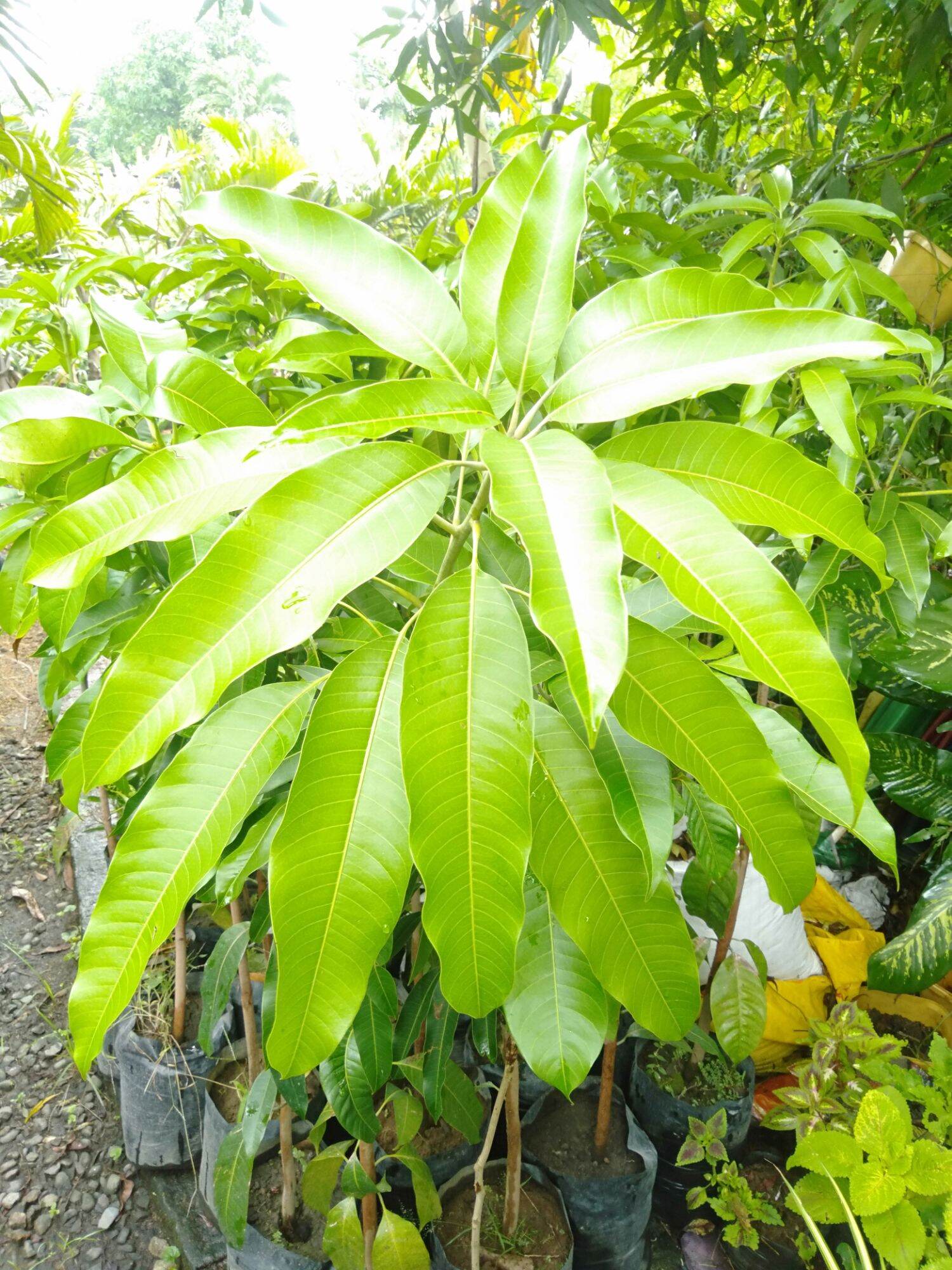 Catimon grafted sweet mango | Lazada PH