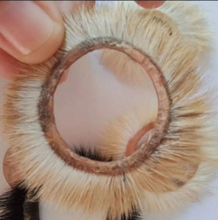 Original Pilik Mata ng Kambing/ Goat Eyelashes/For Men Discreet Package ...