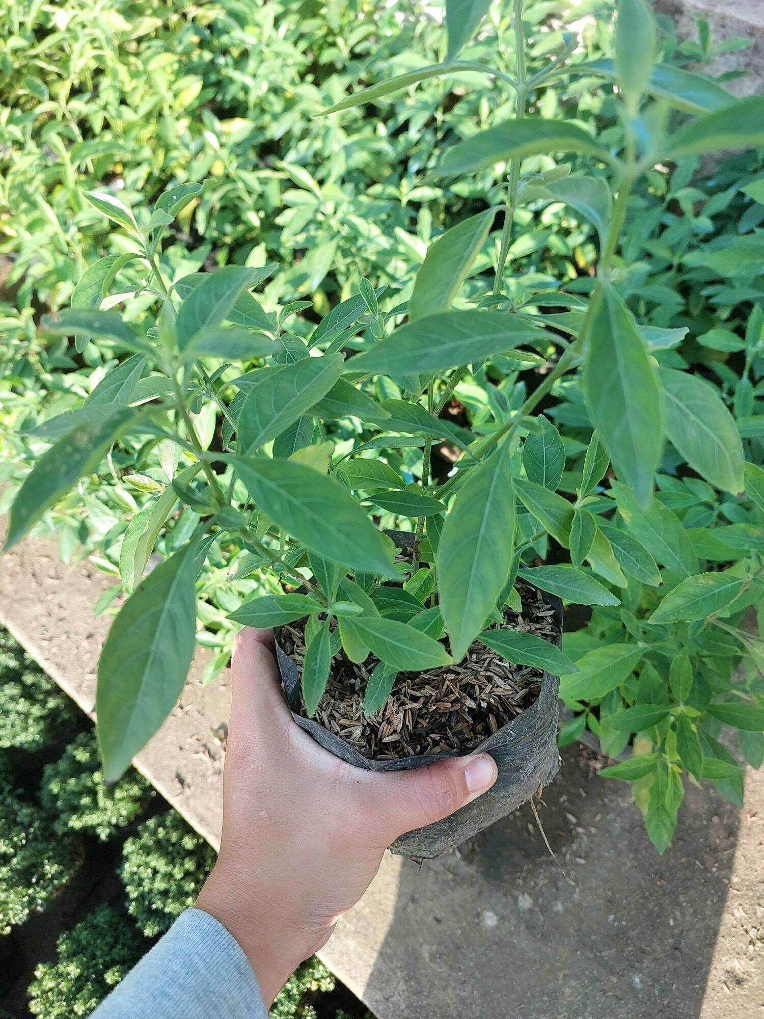 Green Tea | Lazada PH