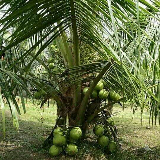 Dwarf Coconut Tacunan Plant Seedling (100% authentic dwarf) | Lazada PH