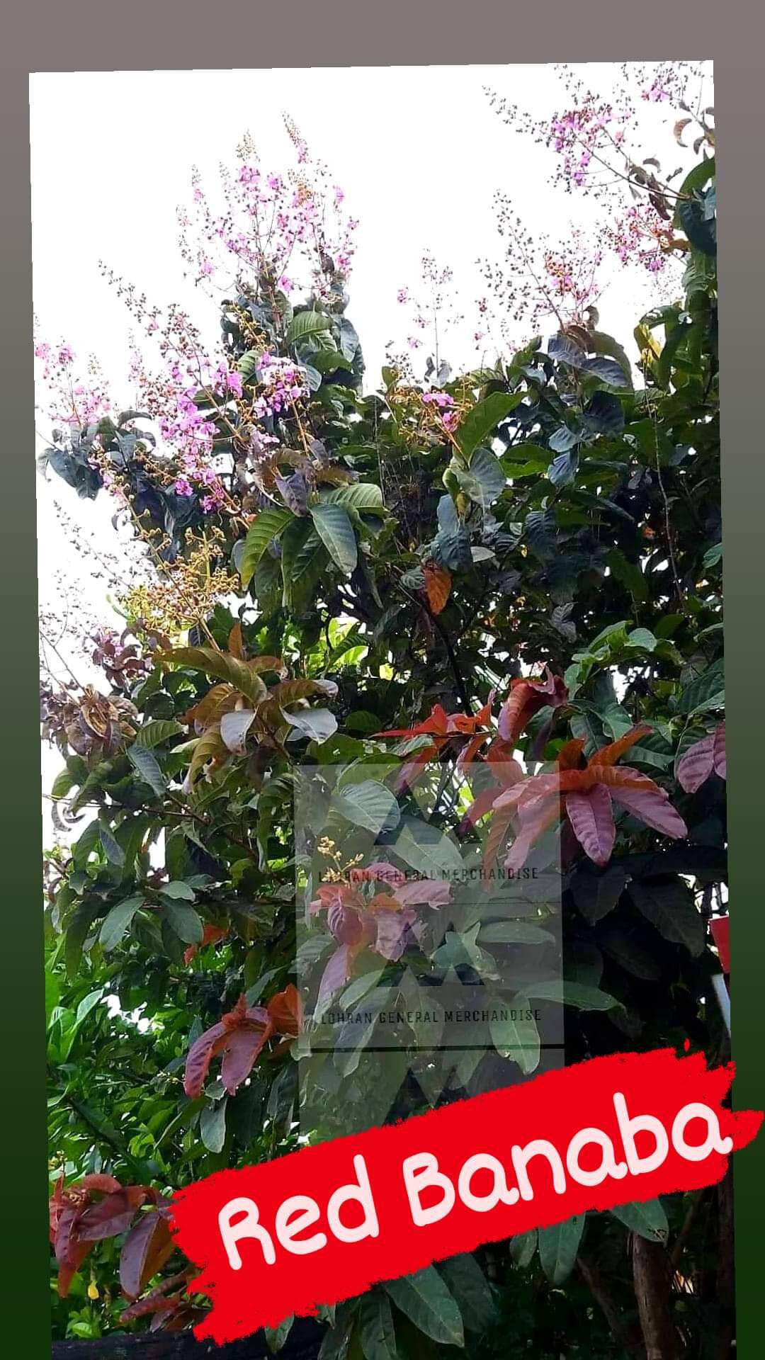Red Banaba Flowering Tree Seedlings | Lazada PH