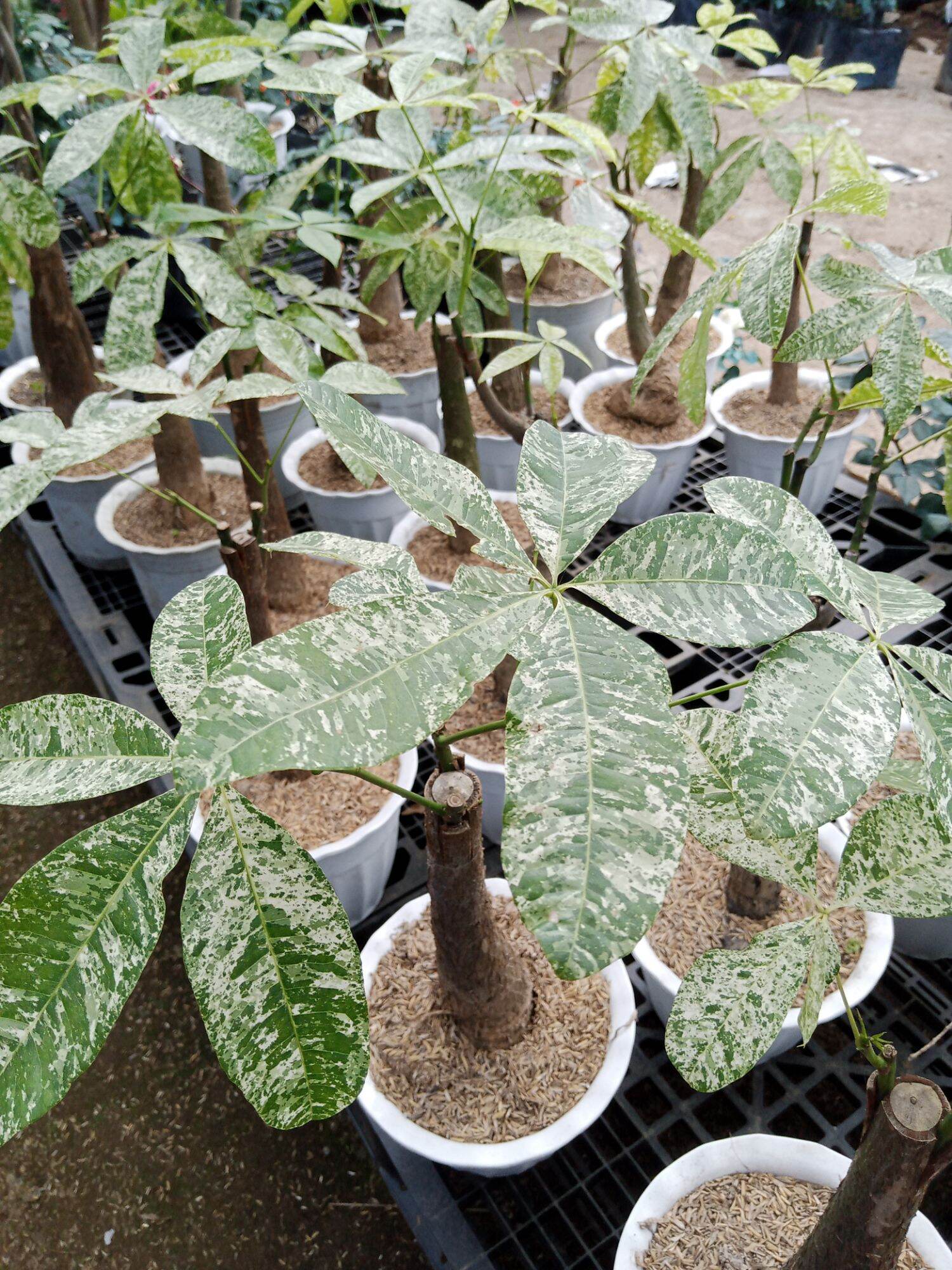 Money tree (Variegated)Live plant with FREE fertilizer | Lazada PH