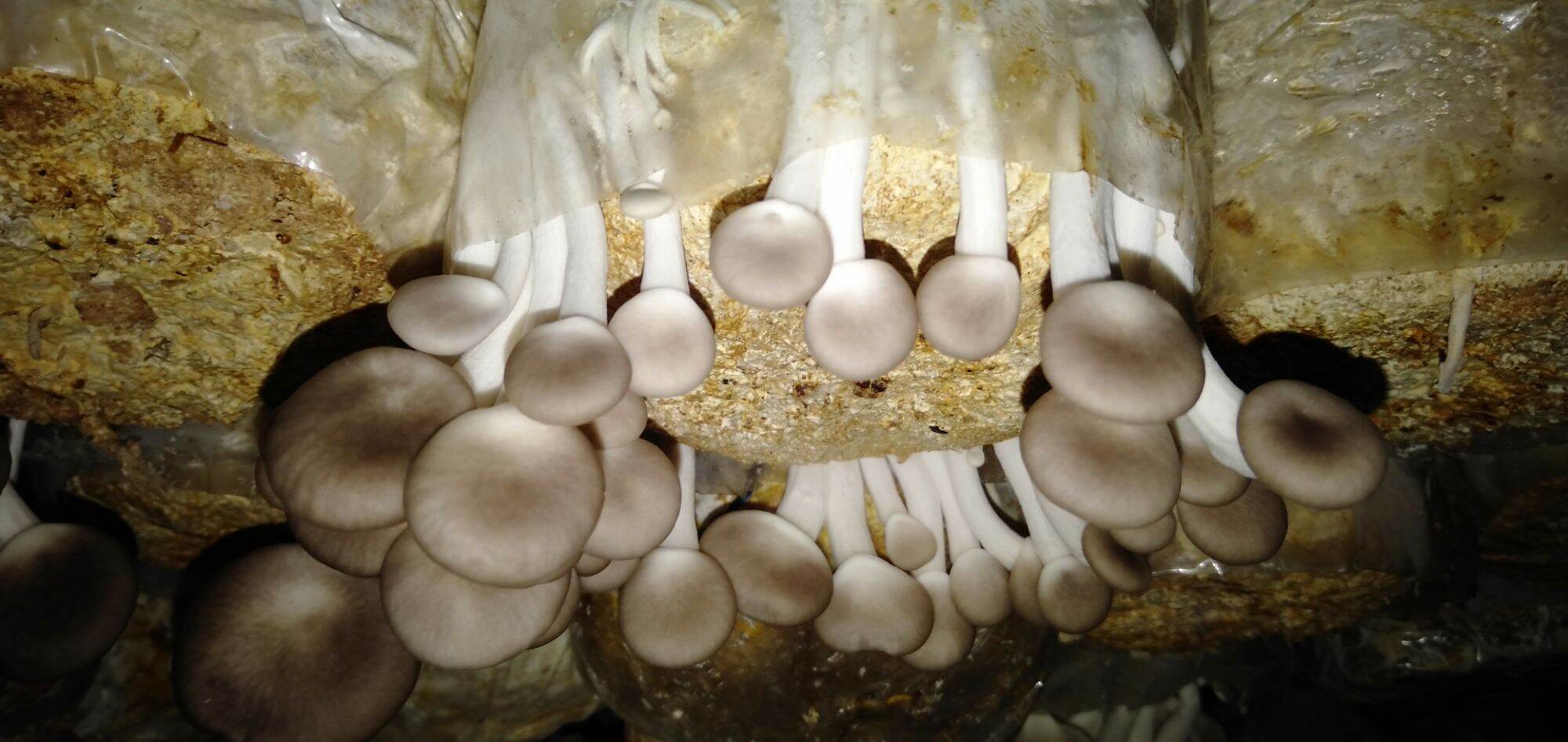 Brown Oyster Mushroom Fruiting Bags | Lazada PH