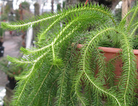 Lycopodium Tassel Fern - Plant Type | Lazada PH