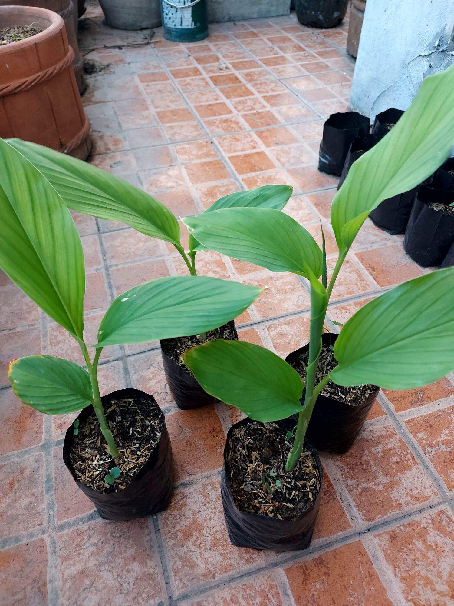 Turmeric/Luyang Dilaw live plant | Lazada PH