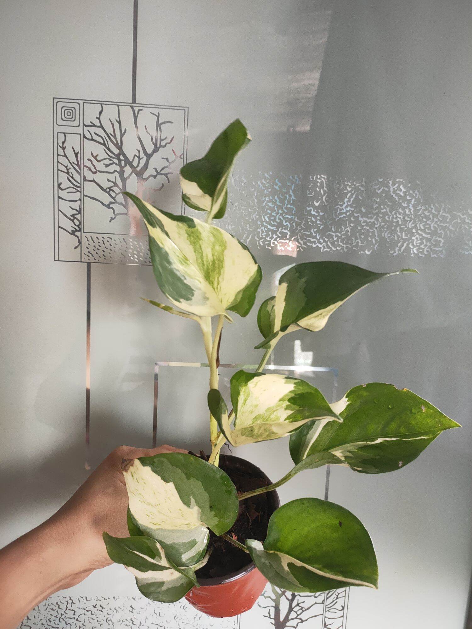 MANJULA POTHOS LIVE PLANT | Lazada PH