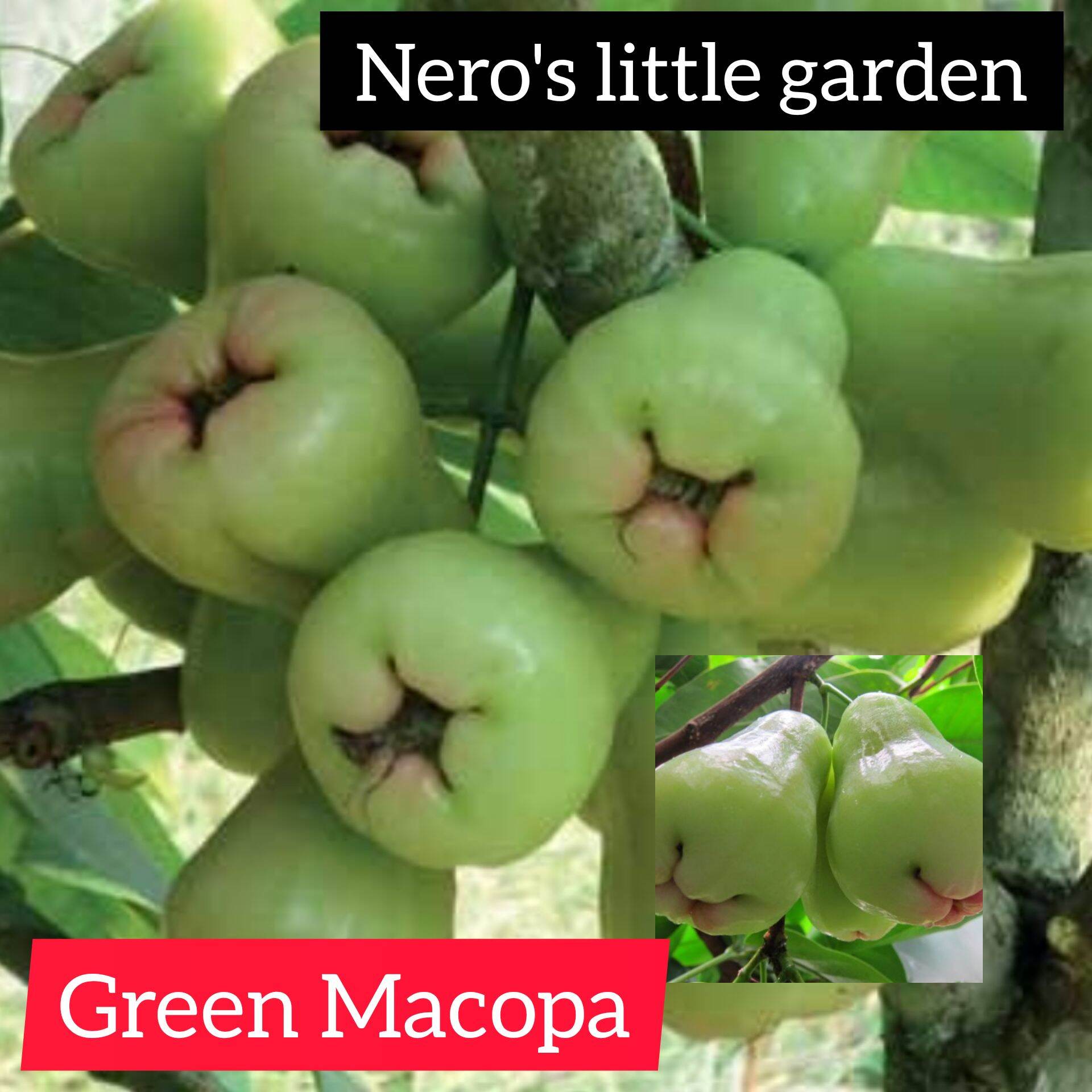 Nero's NLG0000012 green makopa grafted | Lazada PH