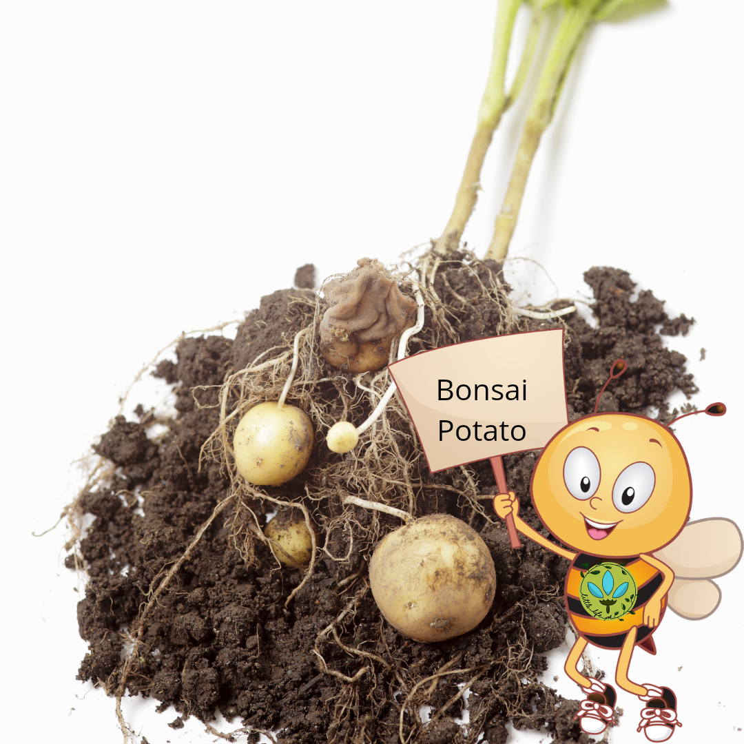 5 pcs bulb bonsai potato patatas binhi pantanim | Lazada PH