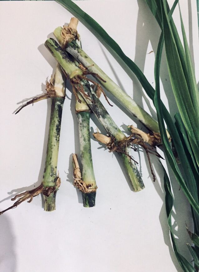 Napier Grass Cuttings 15 Pcs Lazada Ph