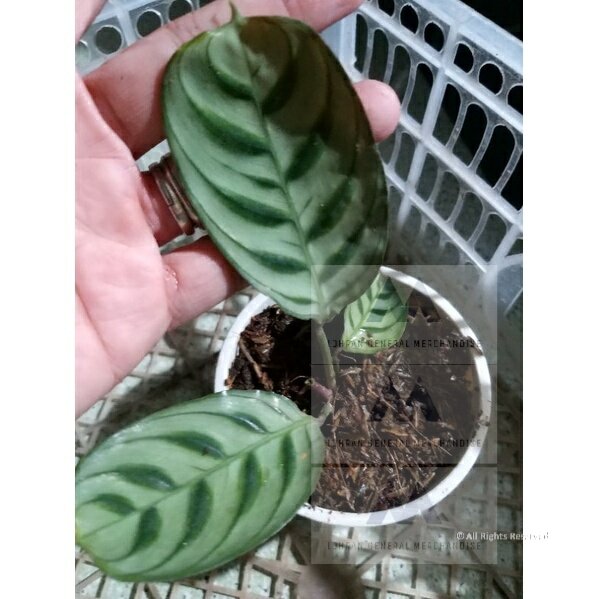 Calathea Fishbone Prayer | Lazada PH