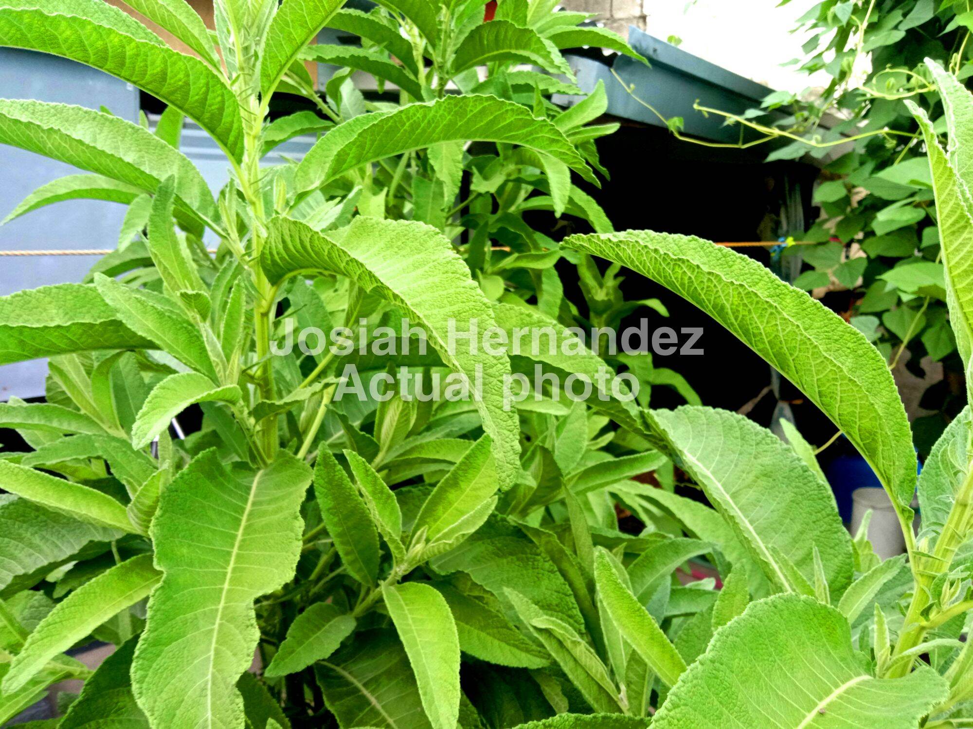 Sambong Leaves FRESH SAMBONG LEAVES Assorted Leaves Lazada PH