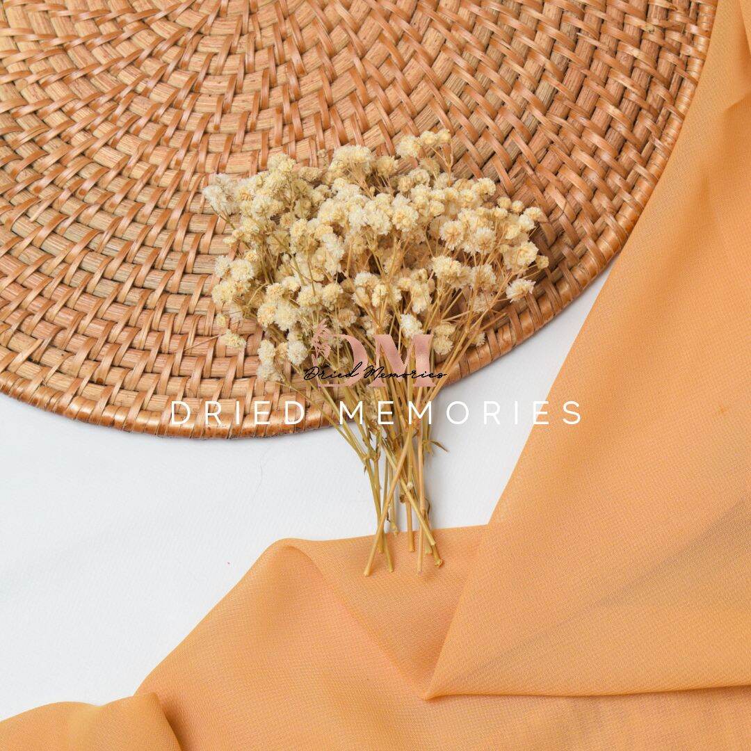 Dried Small Gypsophila Preserved Dried Flowers Dried Memories PH ...