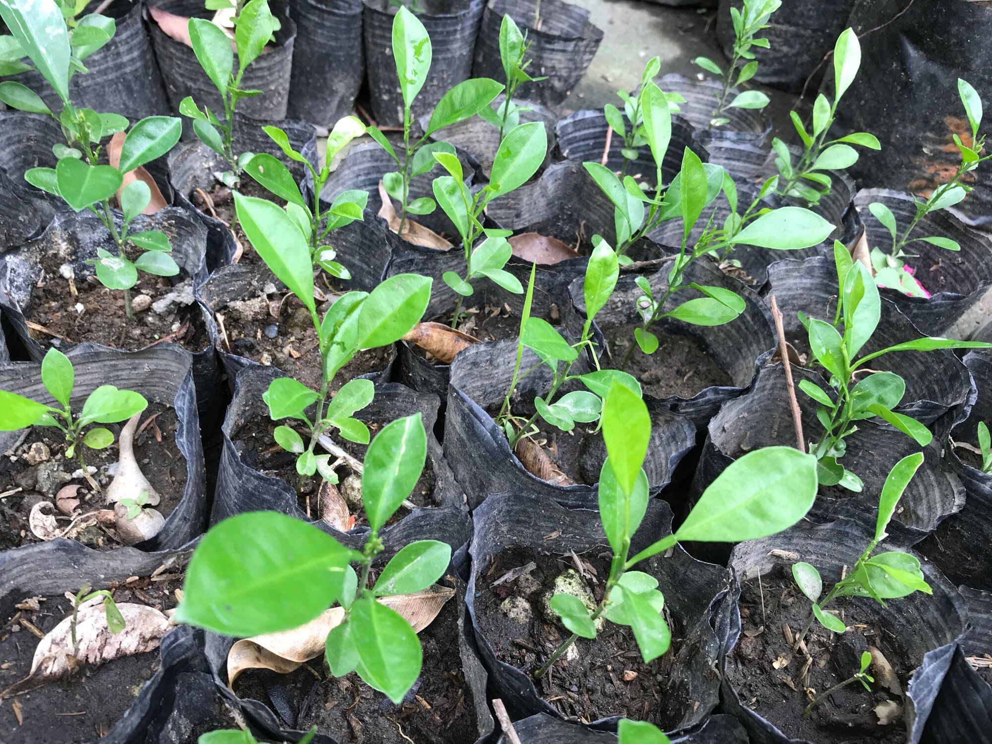 Calamansi seedlings (BUY ONE TAKE ONE) well-established roots with soil ...