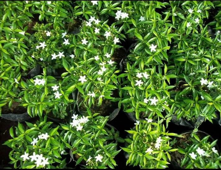 dwarf pandakaki. tropical plants white flower real plant stable and ...