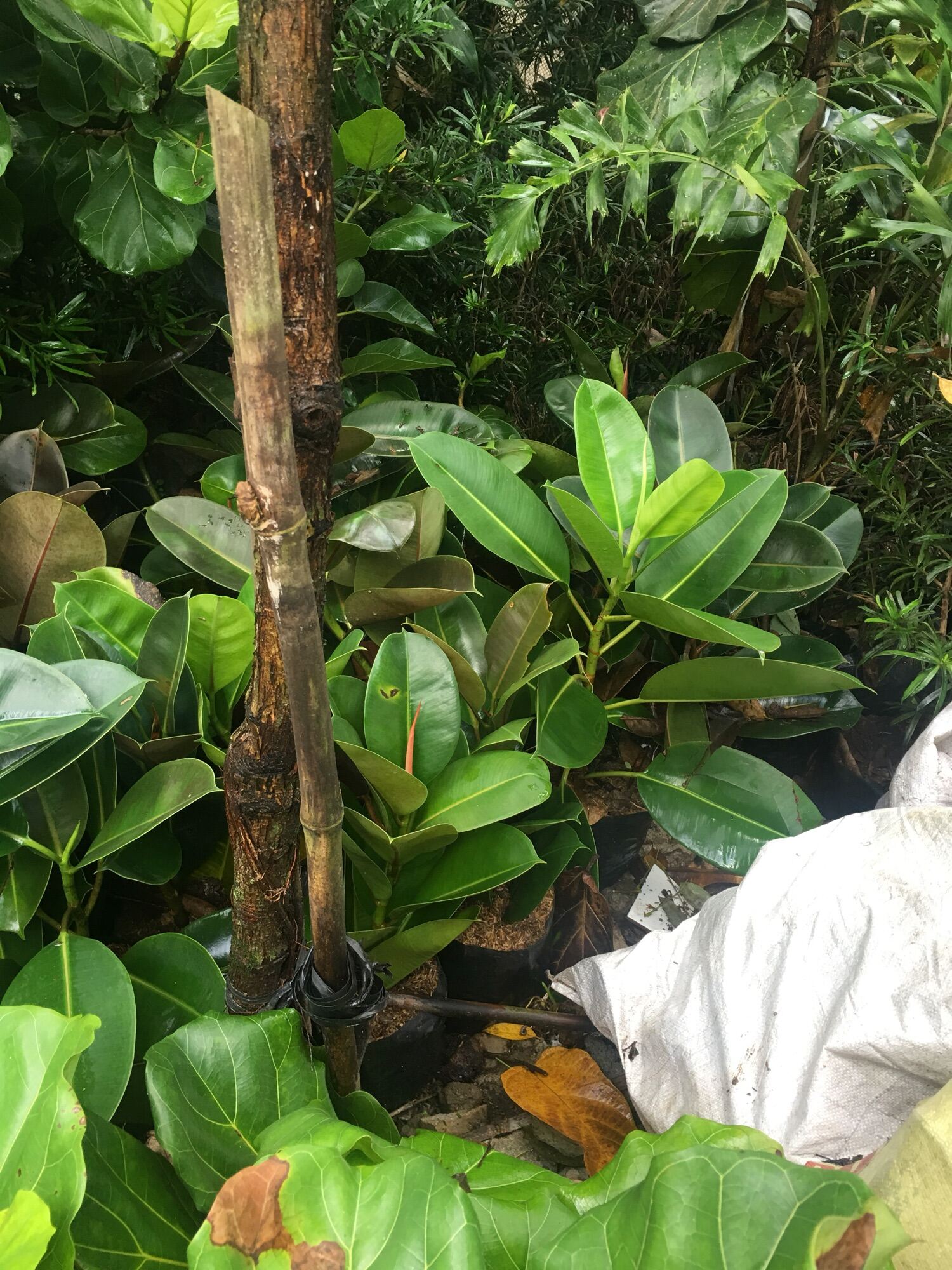 Rubber tree | Lazada PH