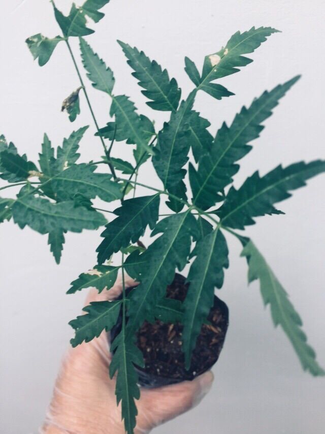 Neem Tree Seedlings live plant/ | Lazada PH