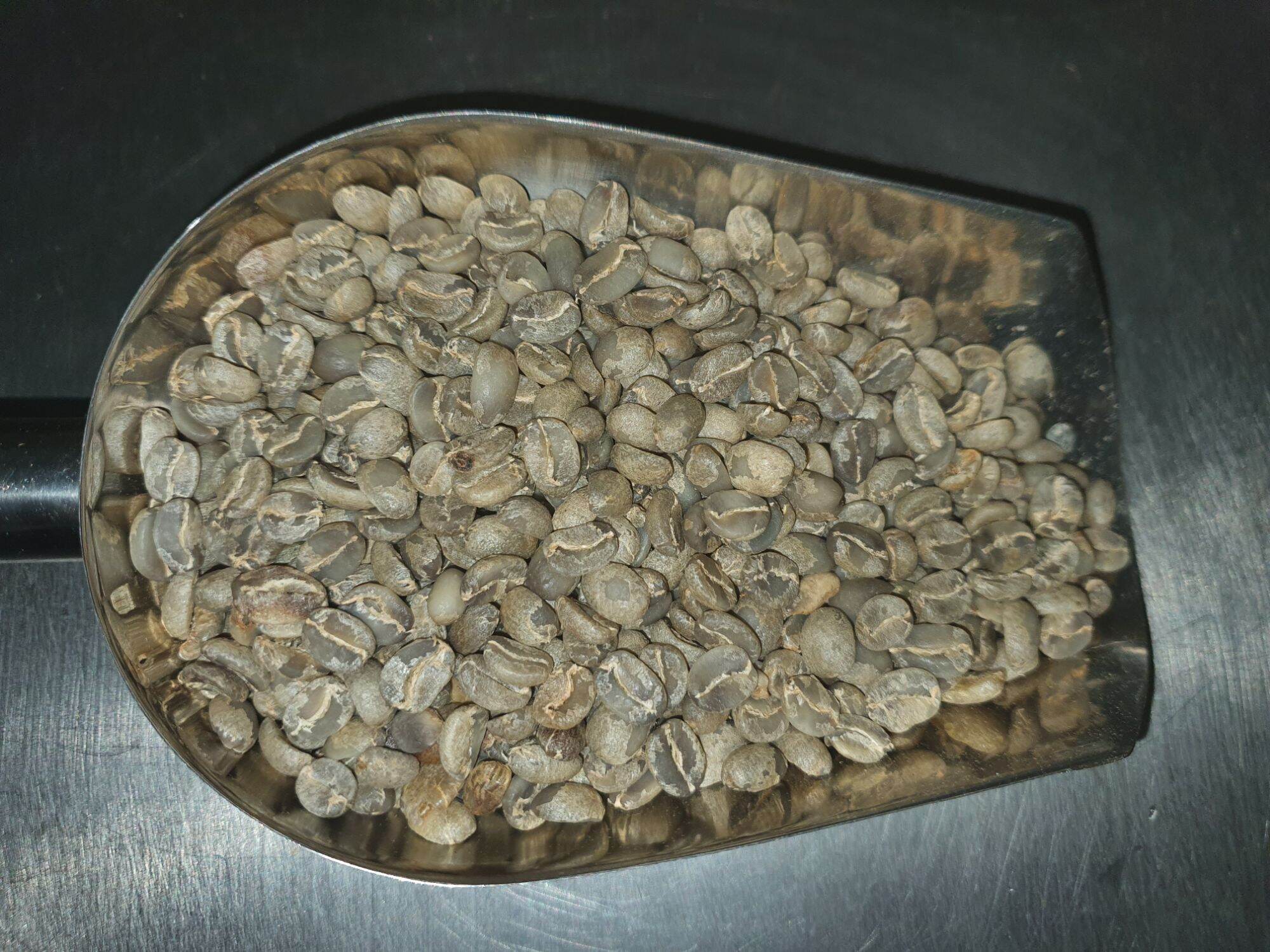 BENGUET ARABICA GREEN BEANS 1KG (Raw) | Lazada PH