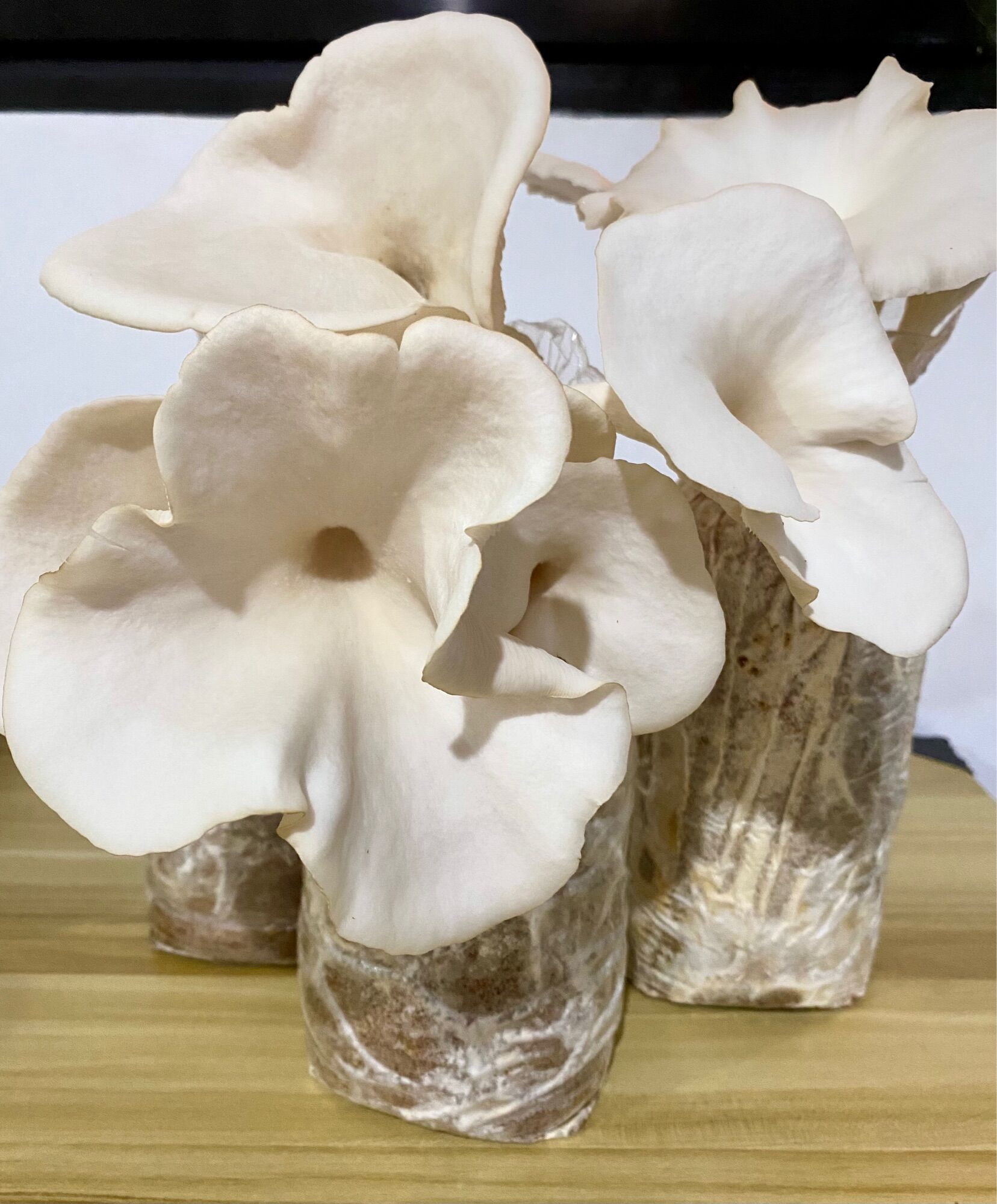 Mushroom Fruiting Bag • White Oyster Mushroom • Edible Mushroom ...