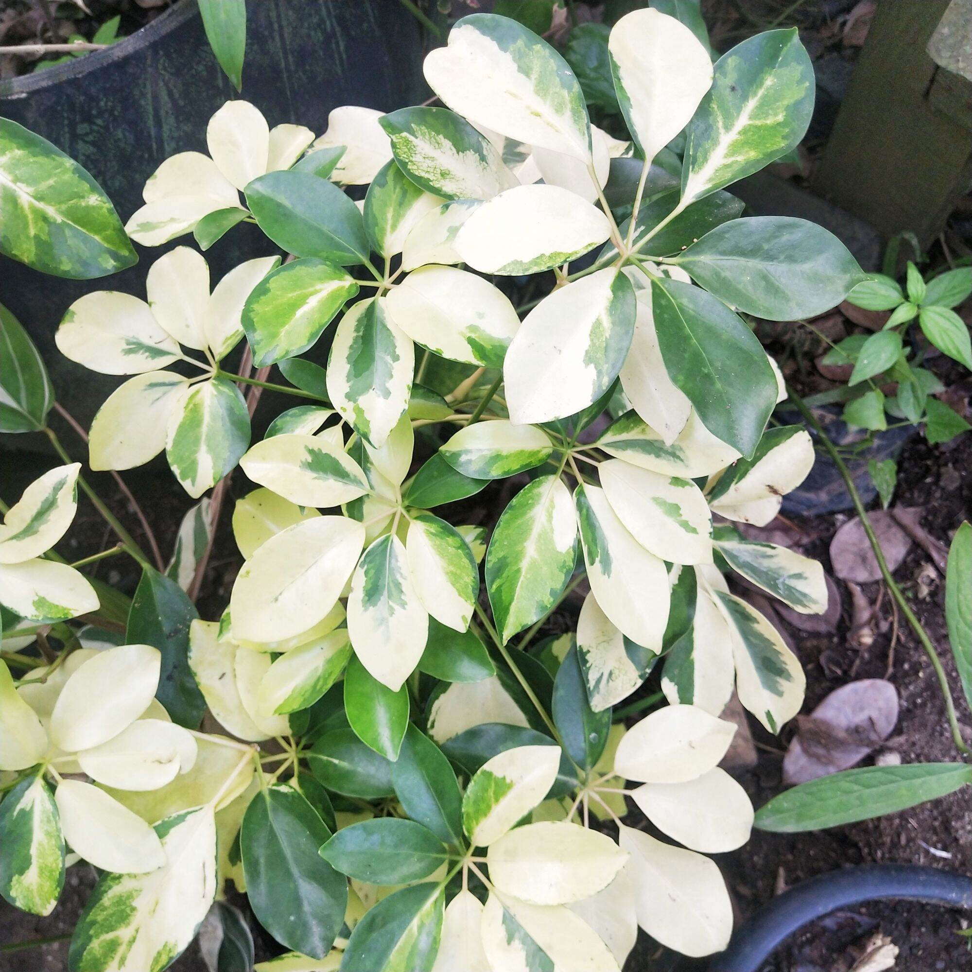 FIVE FINGERS SCHEFFLERA ARBORICOLA Lazada PH FIVE FINGERS SCHEFFLERA ARBORICOLA Lazada PH