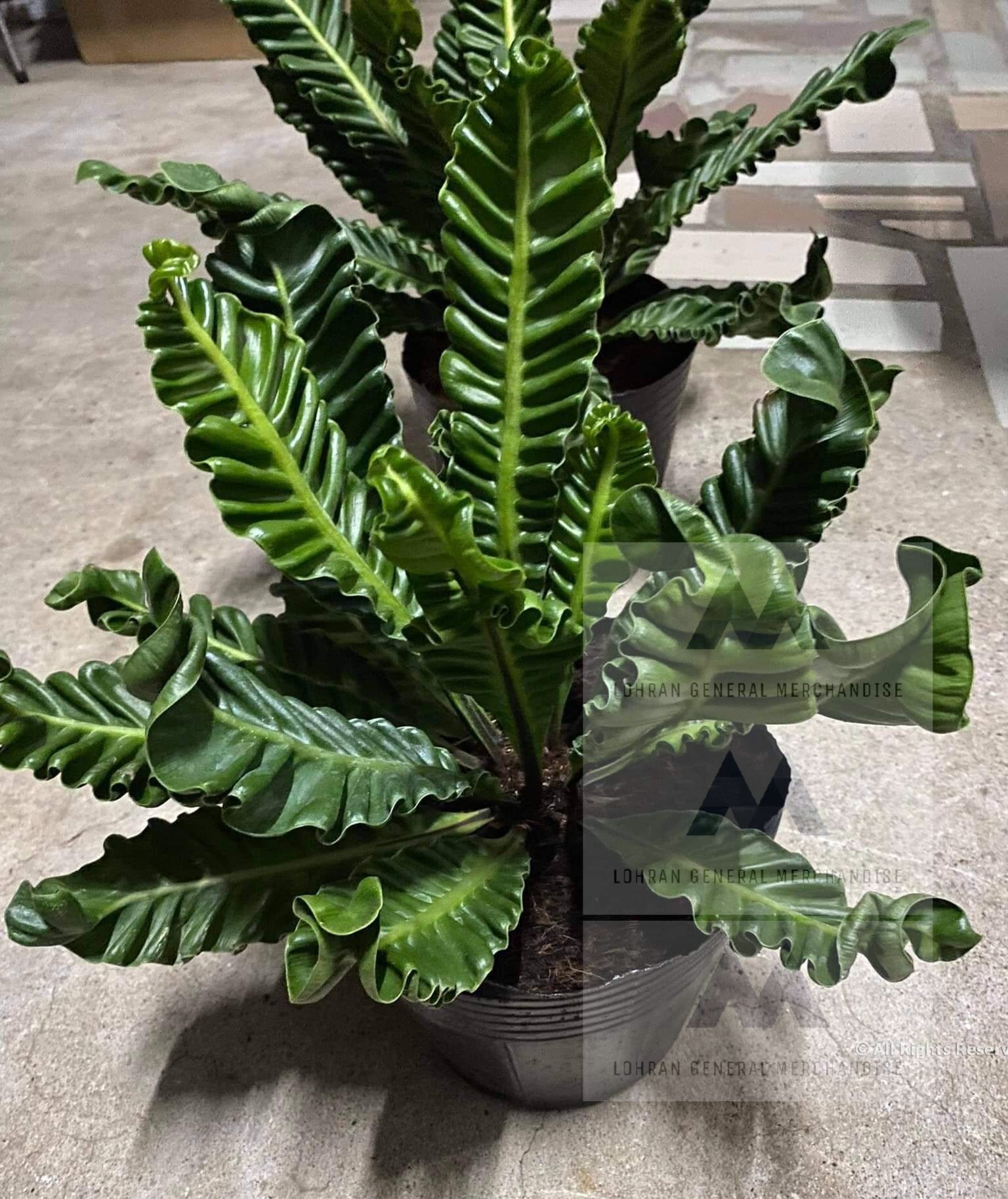 Cobra Fern (Asplenium Nidus) Rare | Lazada PH