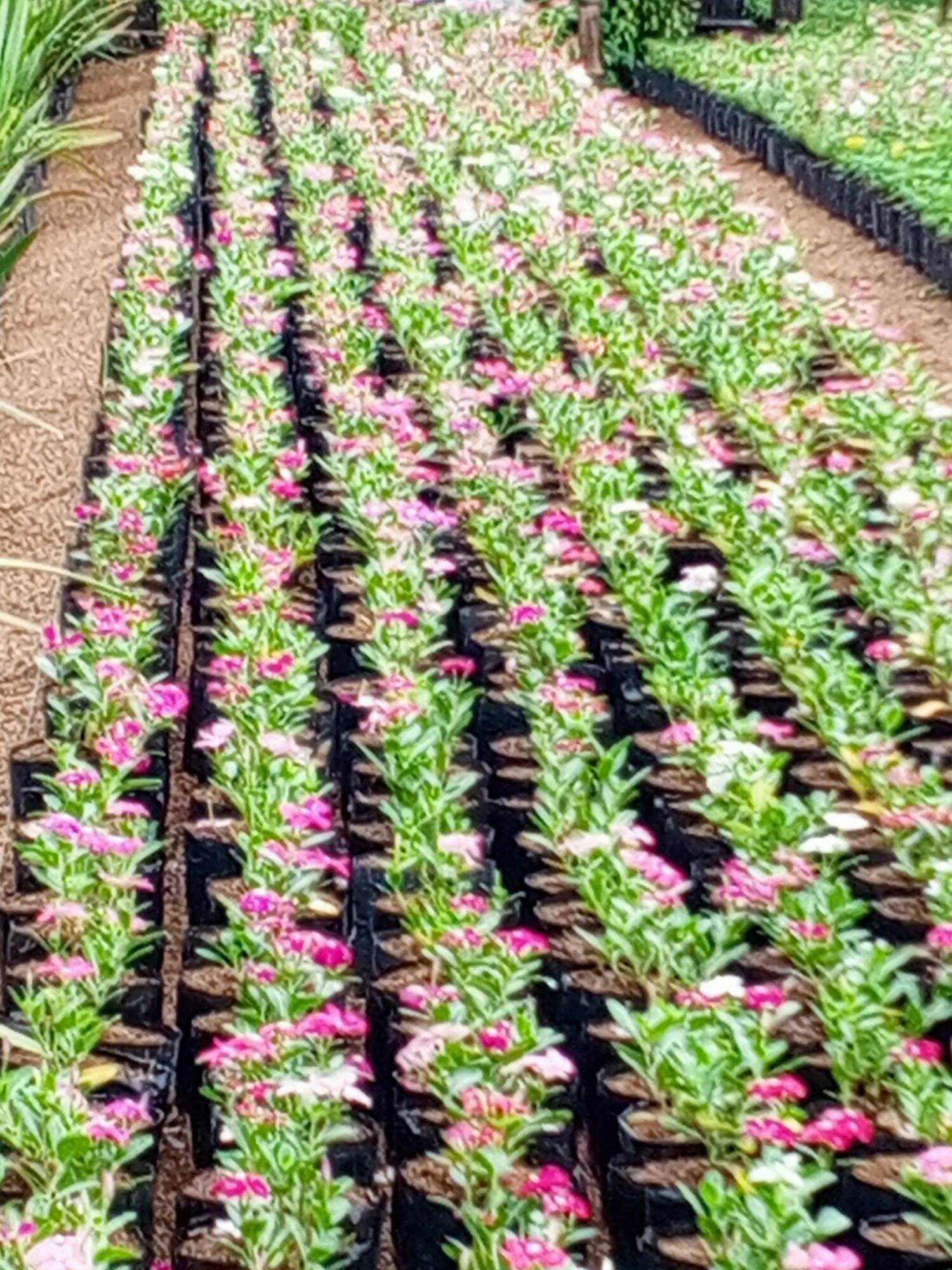 vinca Chichirica periwinkle Live plant Outdoor hanging or Ground Design ...