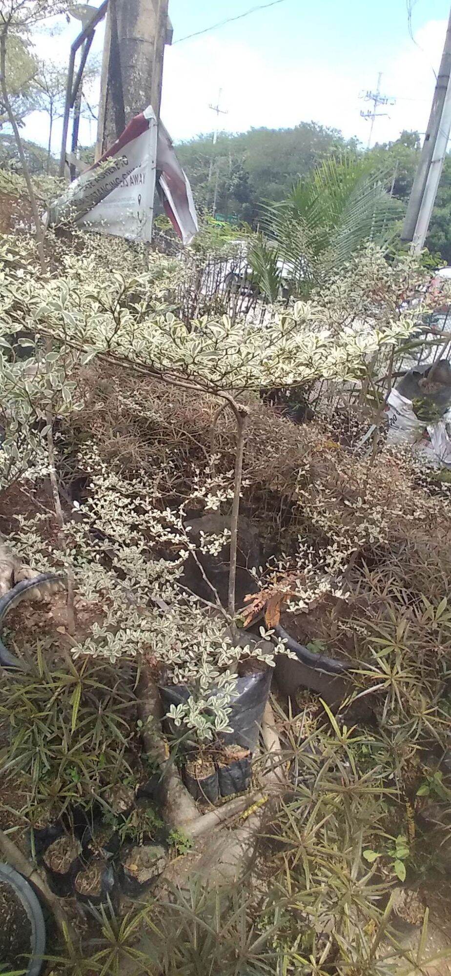 Live Plant Grafted Plant Marcoted Tree Variegated African Talisay ...