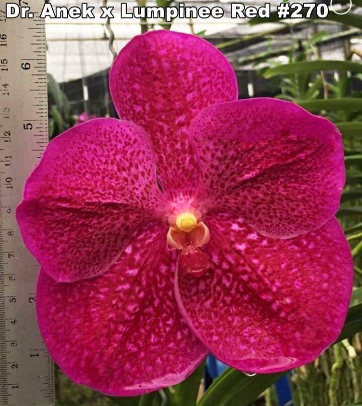 1 Piece Strap Vanda Seedling Live Plant | Lazada PH