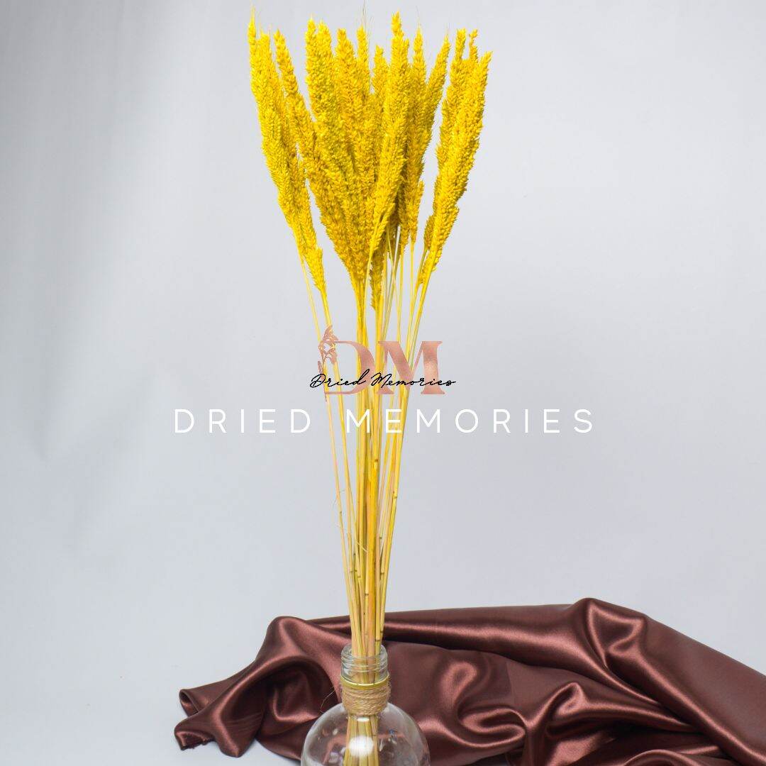 Dried Small Trigo (5 stems) Preserved Dried Hare Flower Dried Memories ...