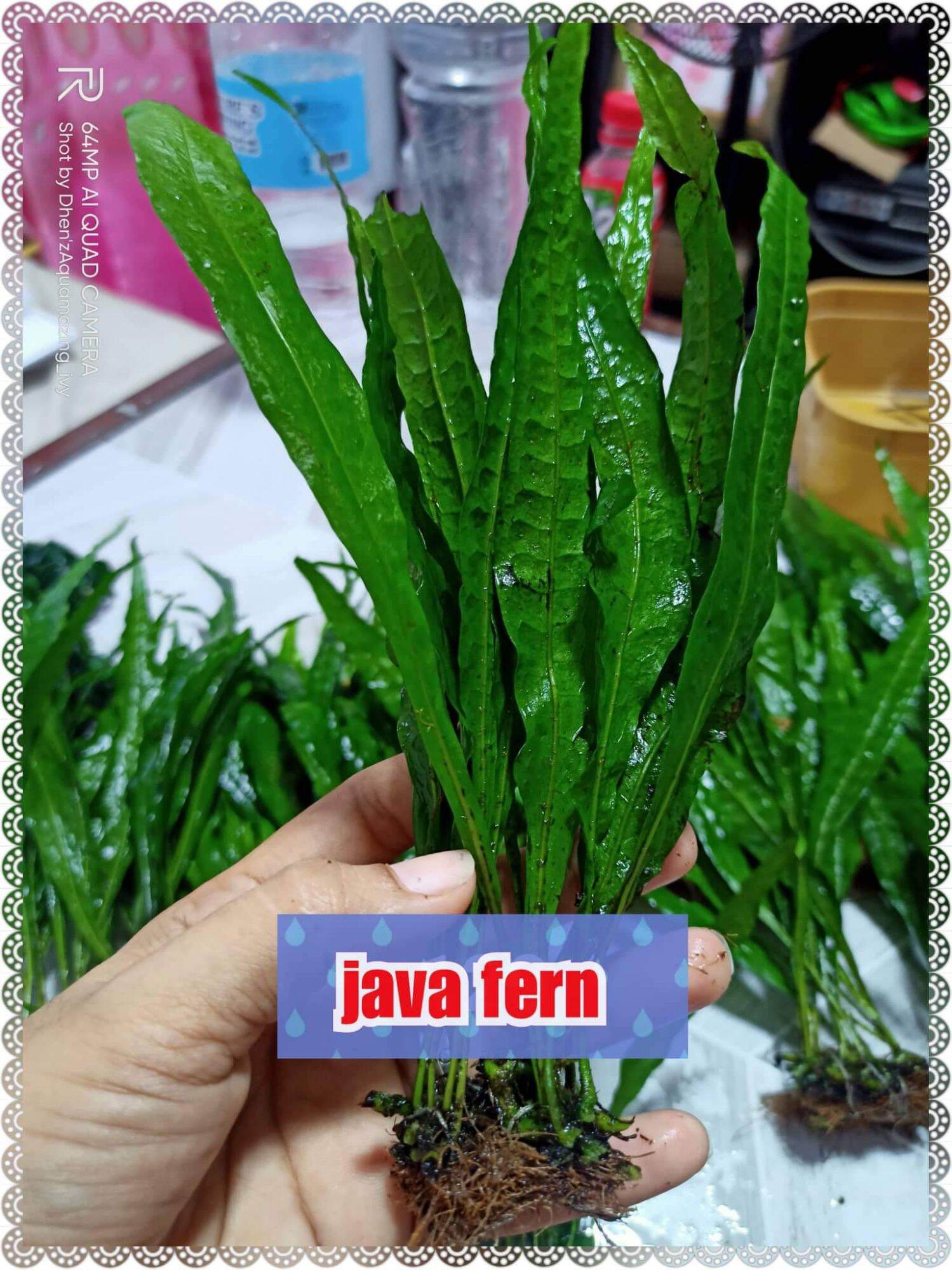 java fern big aquatic plants | Lazada PH