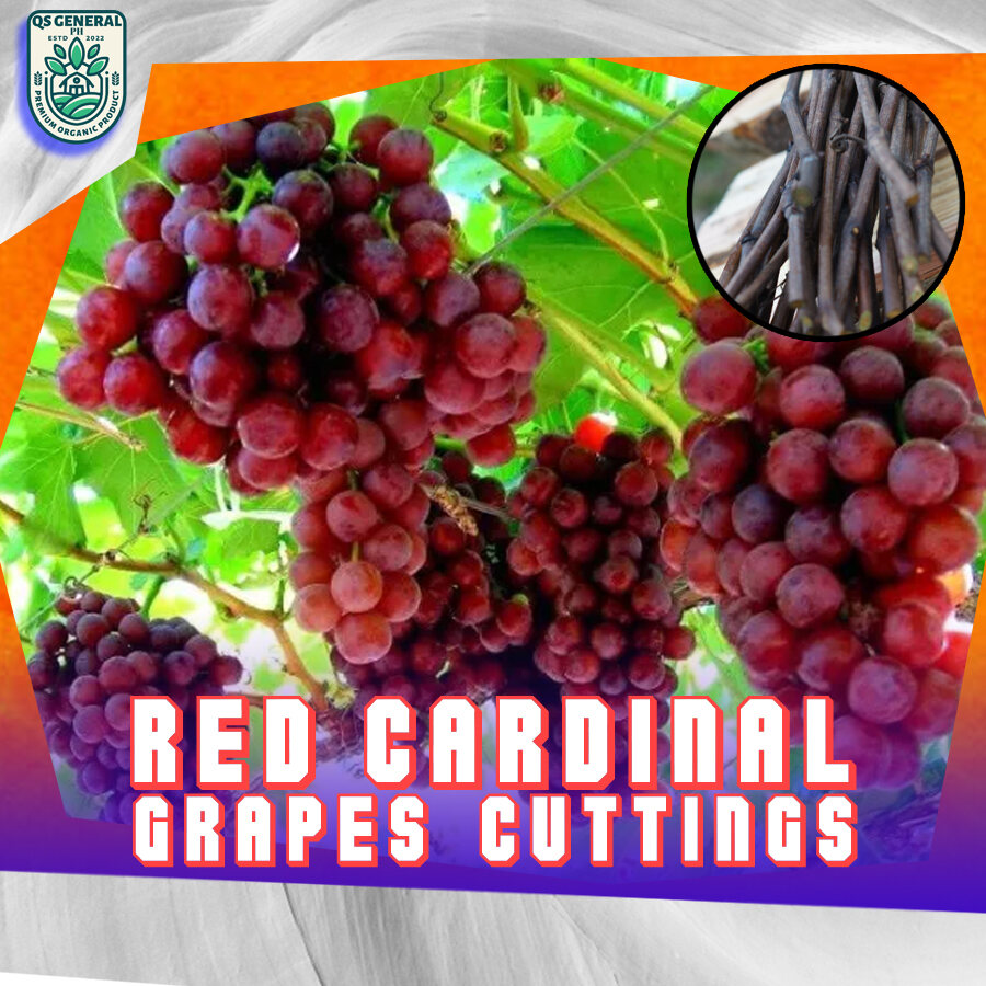 QUIN SAVIE Red Cardinal Fruit Cuttings Easy to plant and Fertilizer ...
