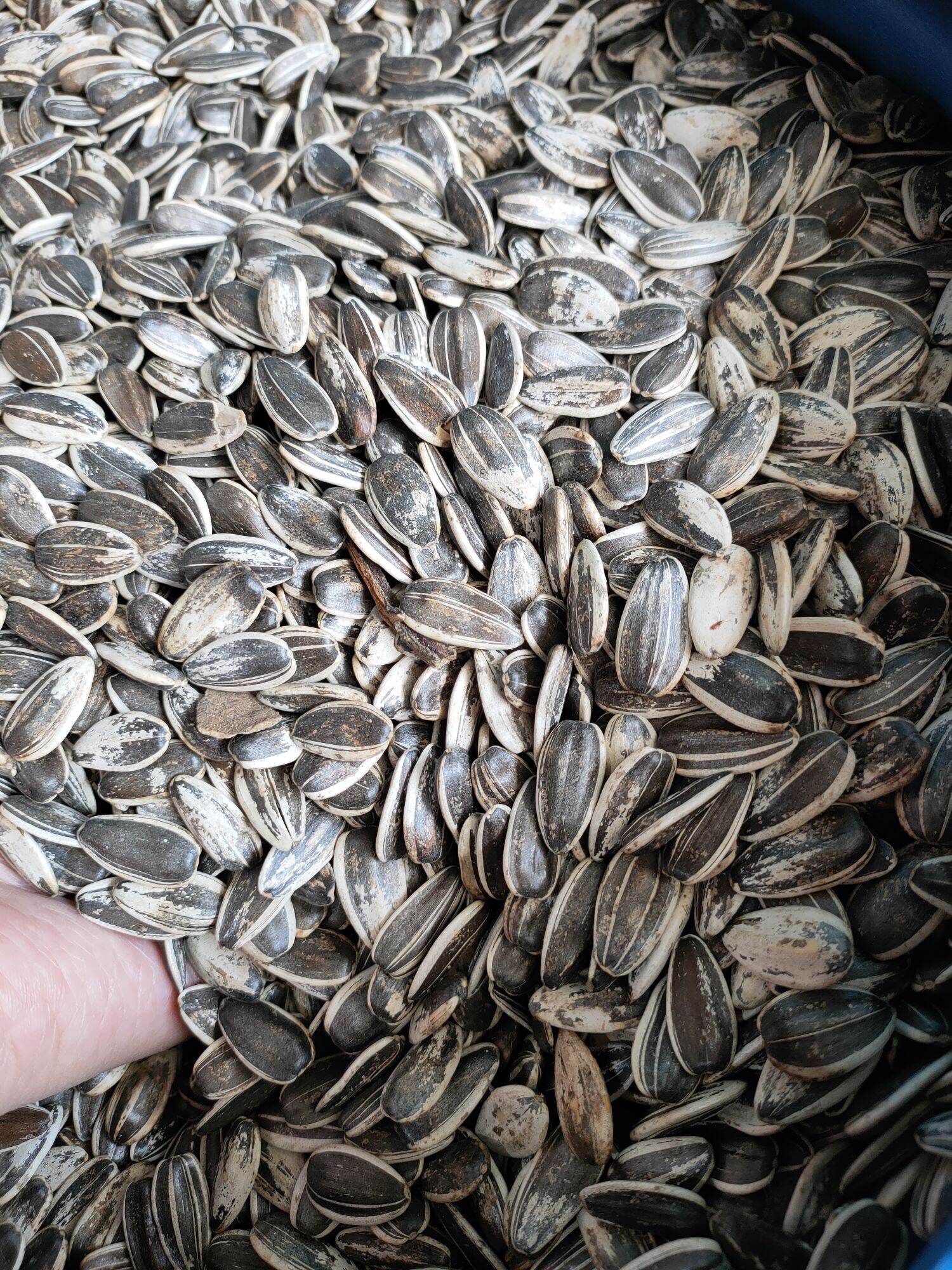 Sunflower Jumbo repacked 1kilo | Lazada PH